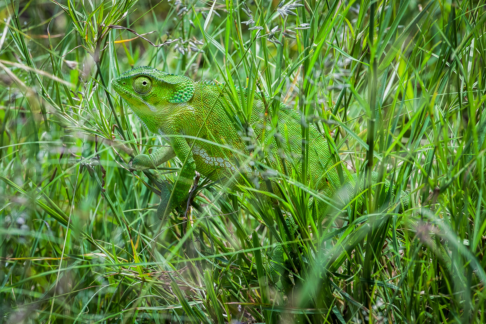 Reptiles, Amphibians, Insects, Arachnids | Edward Mikol Photography