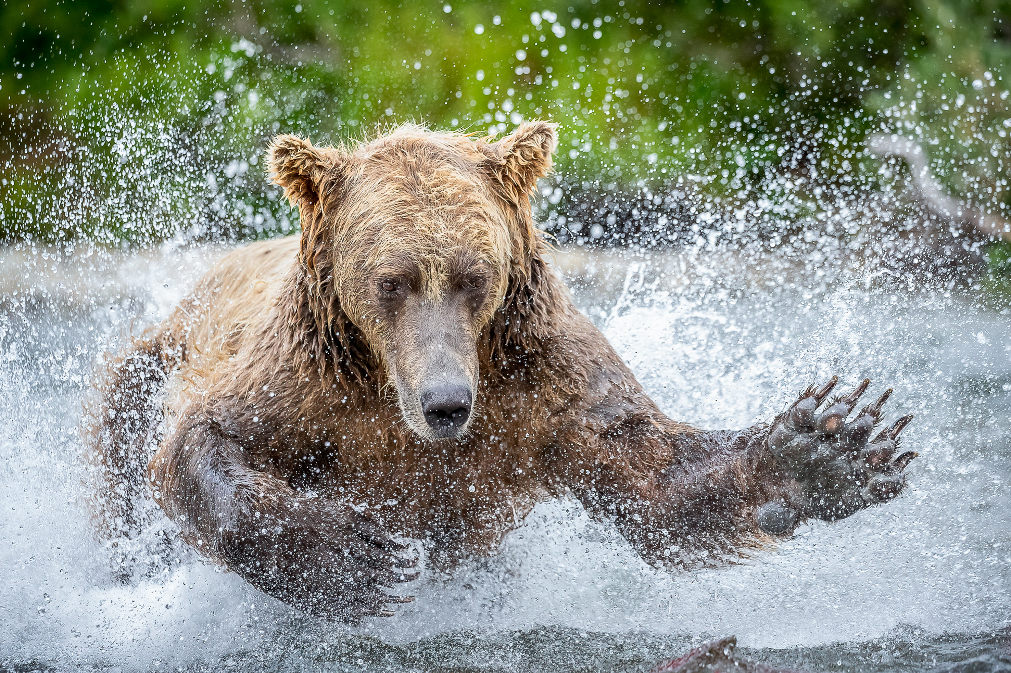 Pouncing | Alaska, USA | Edward Mikol Photography
