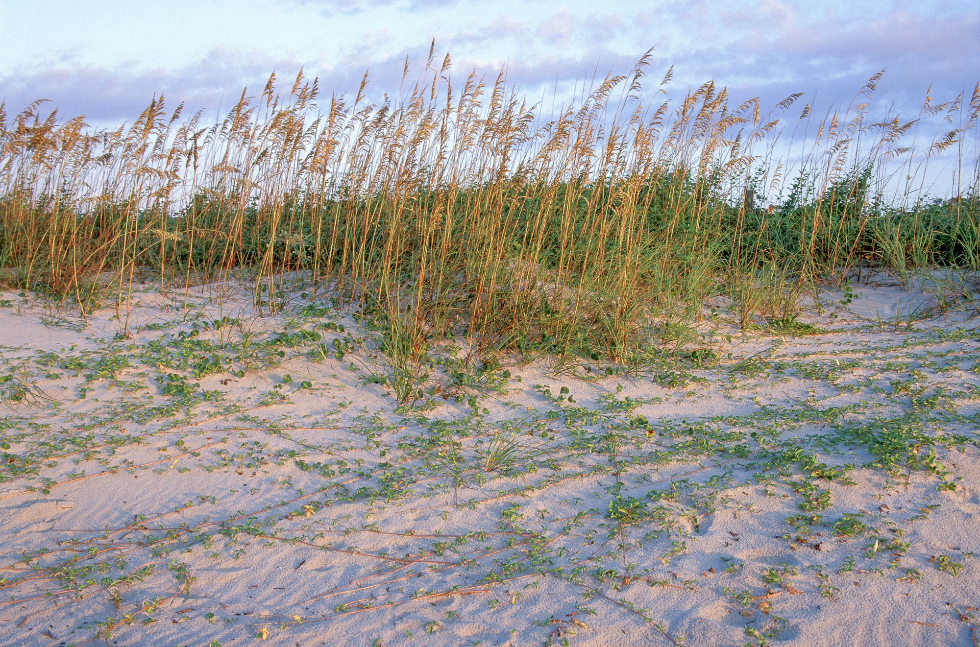 Dunes, Sea Oats and Beach Morning Glory | South Carolina, USA | Edward ...
