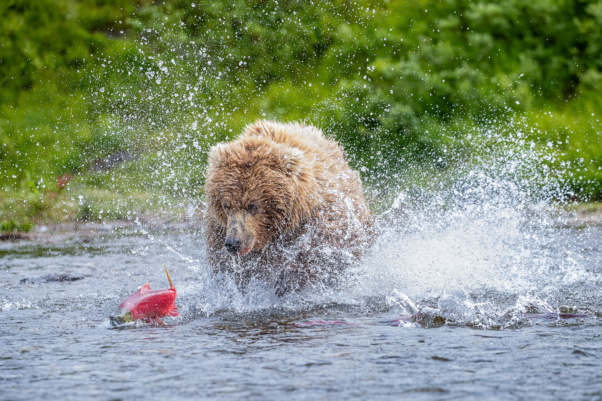 Escape | Alaska, USA | Edward Mikol Photography