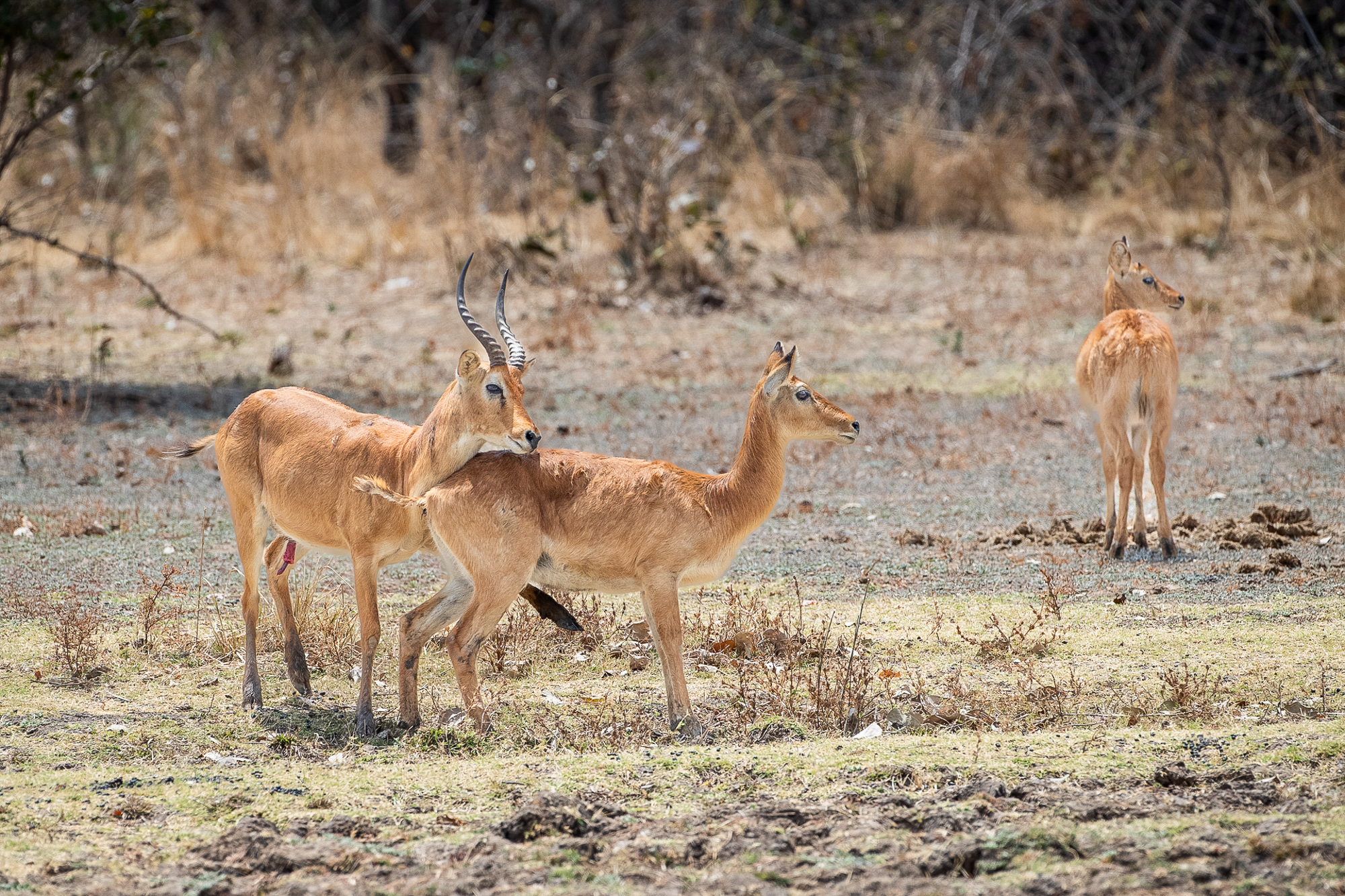 Puku Courting | Zambia, Africa | Edward Mikol Photography